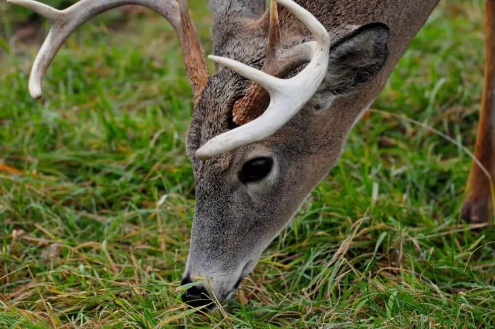 Are Deer Ruminants? • Support Wild