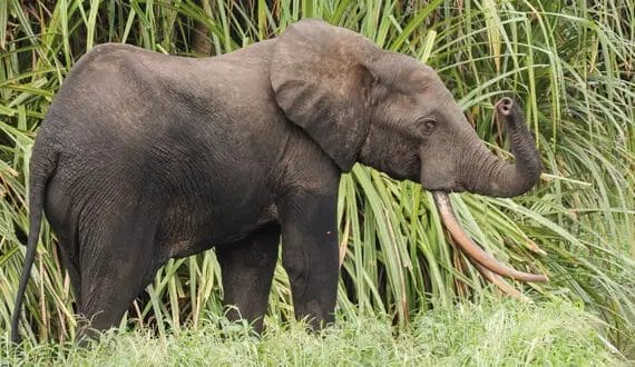 Are Elephants Ruminants? • Support Wild