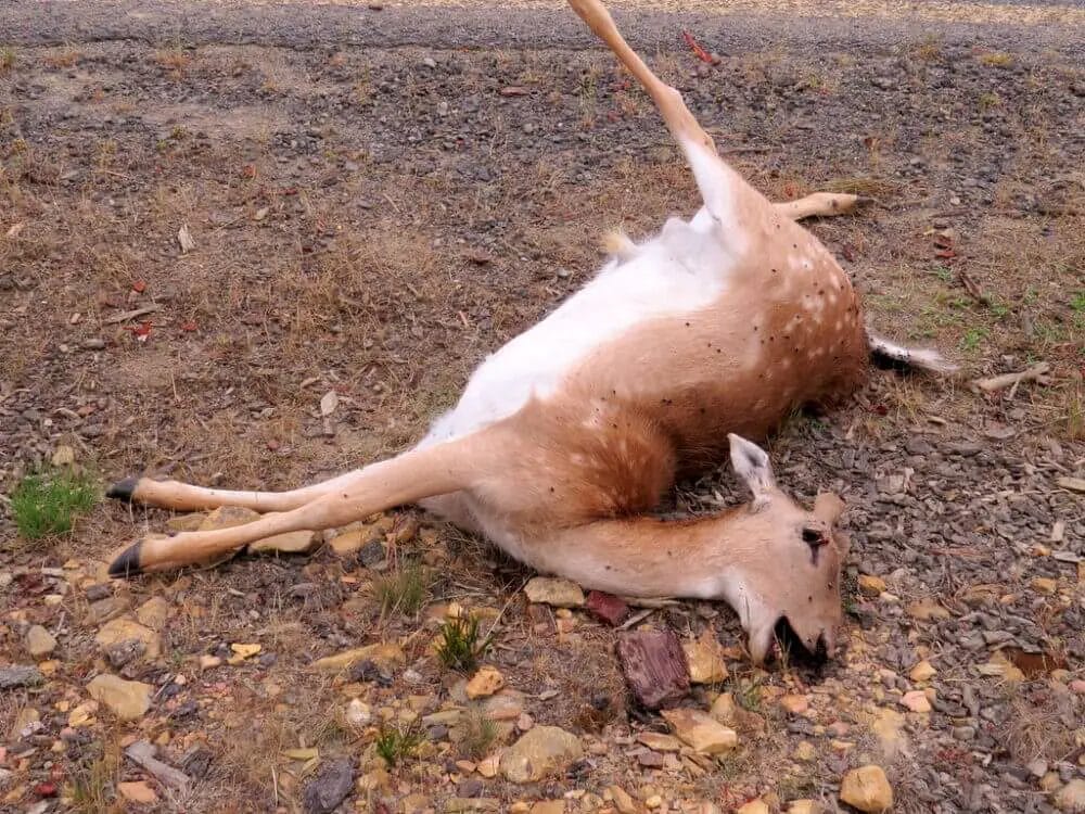 How Many Ft Lbs To Kill A Deer Support Wild how-many-ft-lbs-to-kill-a-deer-support-wild