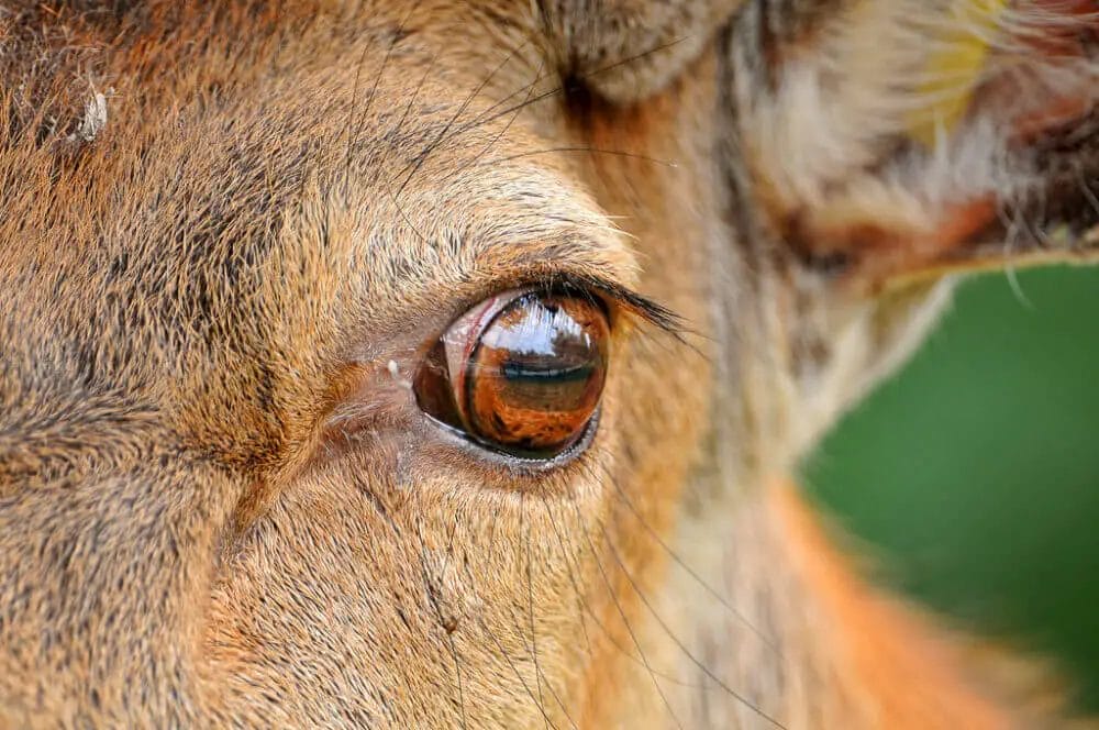 Are Deer Color Blind? • Support Wild
