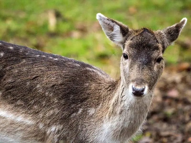 Do Deer Blow at Other Animals? • Support Wild
