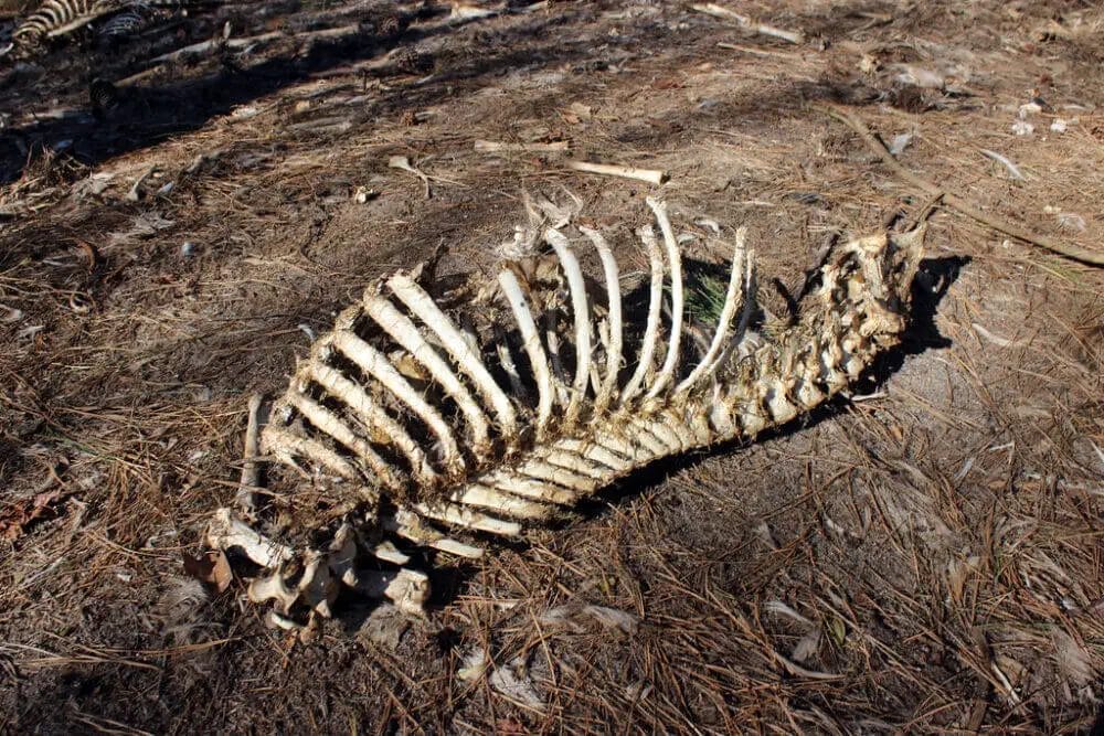 Are Deer Ribs Worth Keeping? • Support Wild