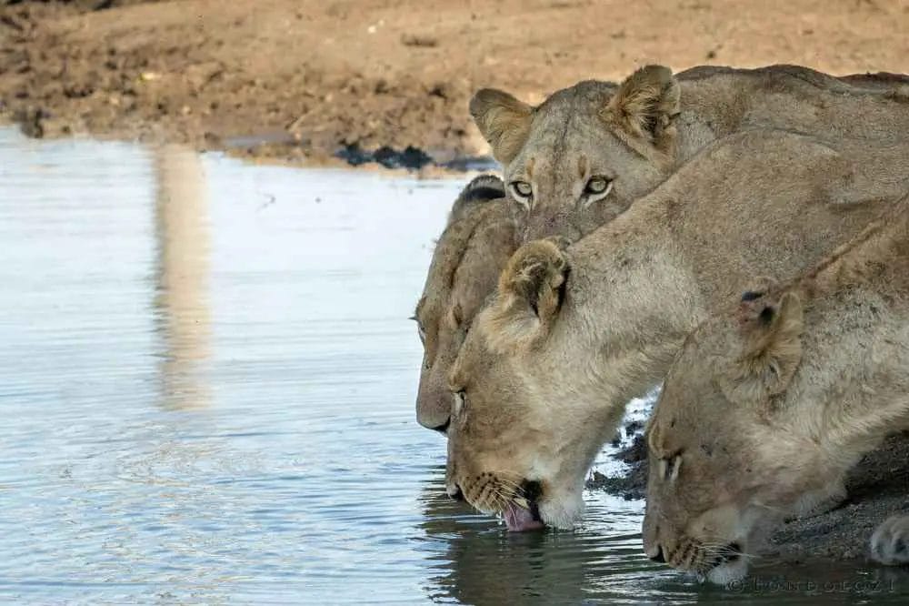 Do Lions Go in Water? • Support Wild