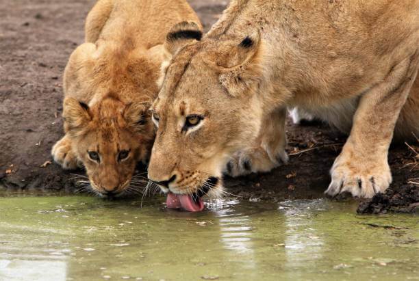 How Long Can a Lion Live Without Food? • Support Wild