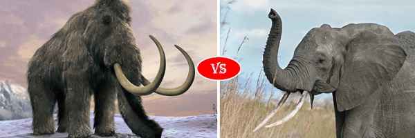 Elephant vs Mammoth: A Comparative Analysis! • Support Wild