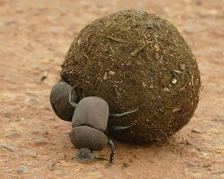 How Big is Elephant Poop? • Support Wild