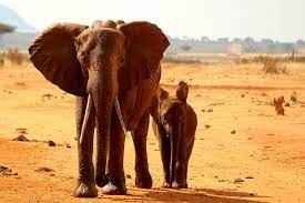 How Elephant Adapt to Their Environment? • Support Wild