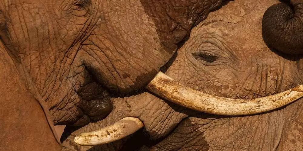 How Elephant Trunk Works? • Support Wild