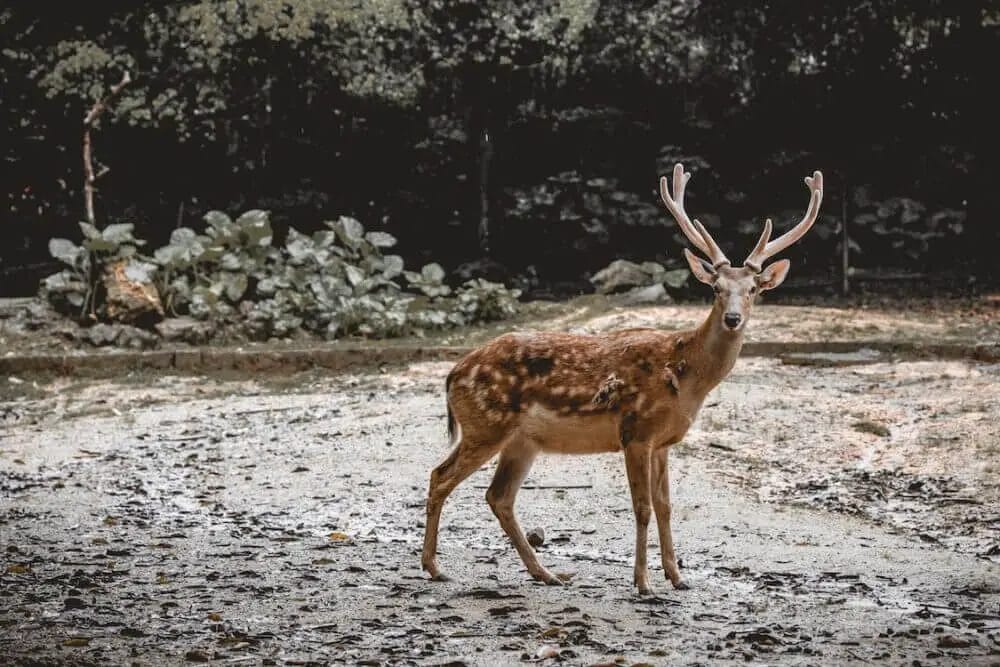 How Far Can a Deer Go on One Lung? • Support Wild