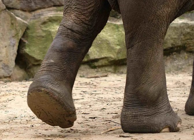 How Many Toes Does Elephant Have • Support Wild