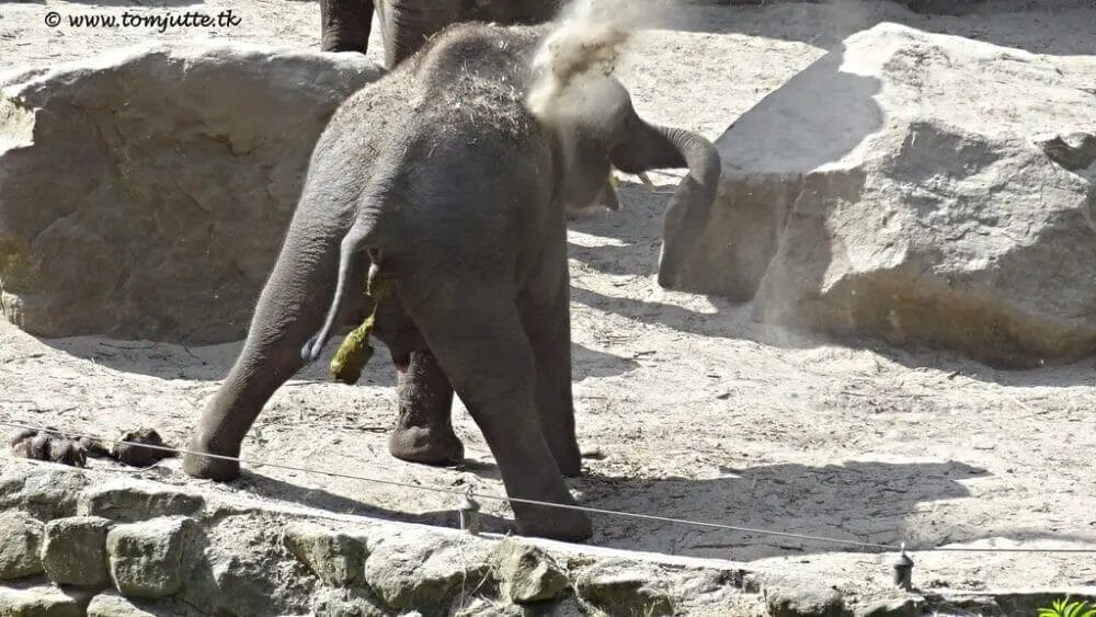 How Much Does Elephant Poop Weigh? • Support Wild How Much Does Elephant Poop Weigh? • Support Wild