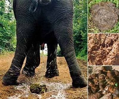 How Much Does an Elephant Poop a Day? • Support Wild