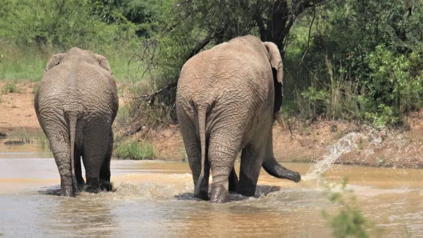 How Much Water Does an Elephant Drink? • Support Wild How Much Water Does an Elephant Drink? • Support Wild