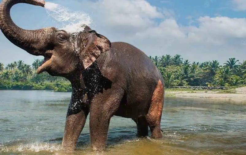 How the Elephant Got His Trunk? • Support Wild