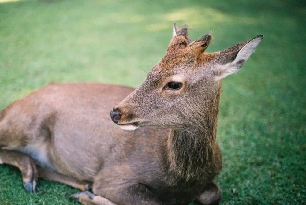 How to Tell How Long a Deer Has Been Dead? • Support Wild