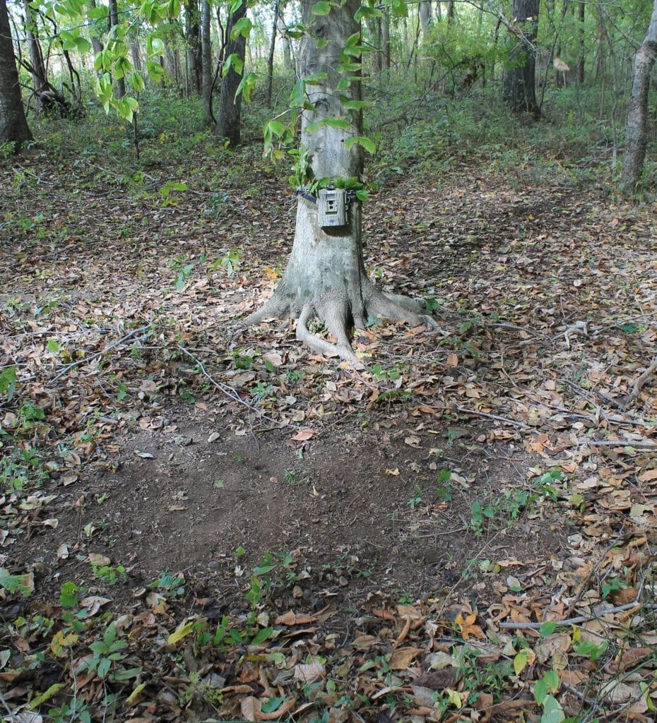 How to Make a Mock Scrape for Deer? • Support Wild