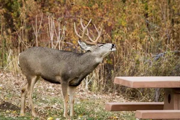 What Rhymes with Deer? • Support Wild