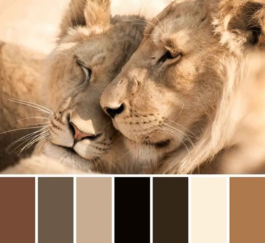 What Color is Lion Fur? • Support Wild