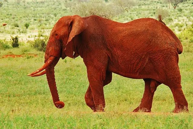 What Colors Are Elephants? • Support Wild