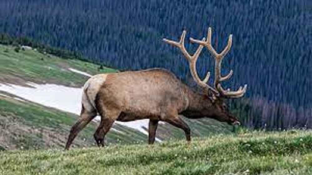 How Fast Do Elk Run? • Support Wild