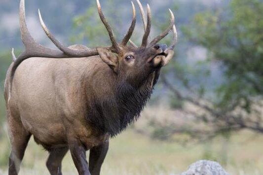 What is a royal elk? • Support Wild