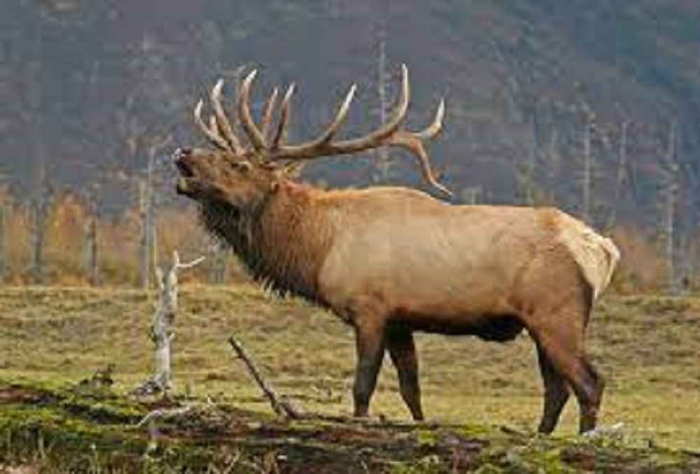What is a royal elk? • Support Wild