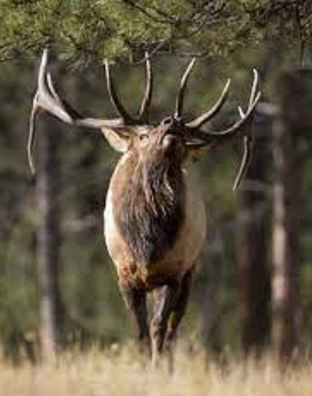 What is a royal elk? • Support Wild