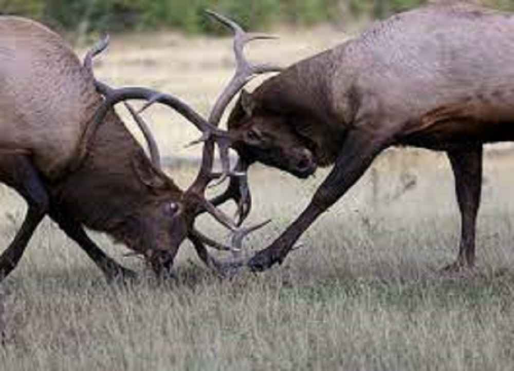 What is an elk rut? • Support Wild