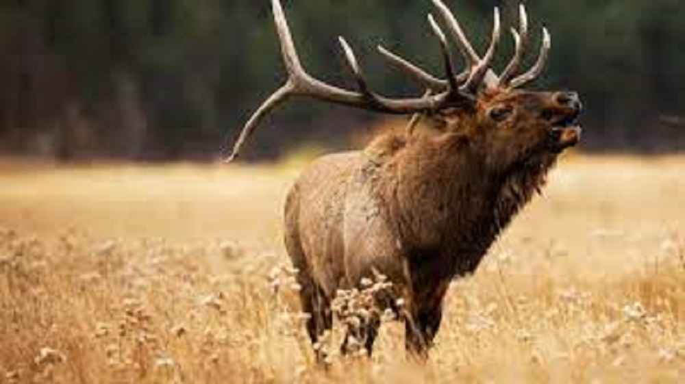 What is an elk rut? • Support Wild