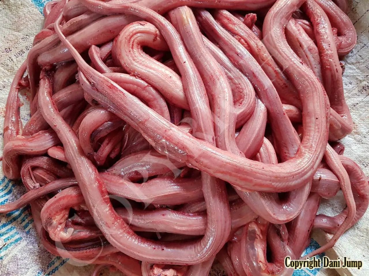 How Does Snake Taste? • Support Wild