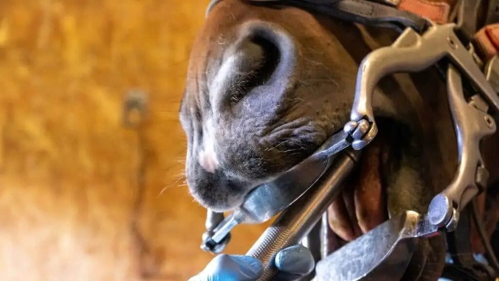 How Often Do Horses Need Their Teeth Floated? • Support Wild