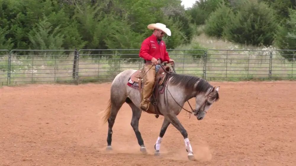 What Is Loping A Horse? • Support Wild