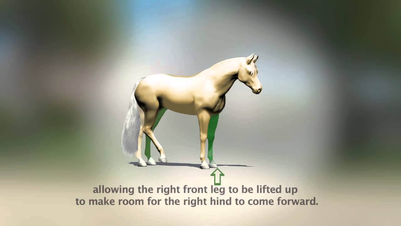 How Does A Horse Move? • Support Wild