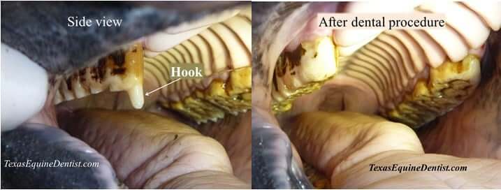 How Often Do Horses Need Their Teeth Floated? • Support Wild