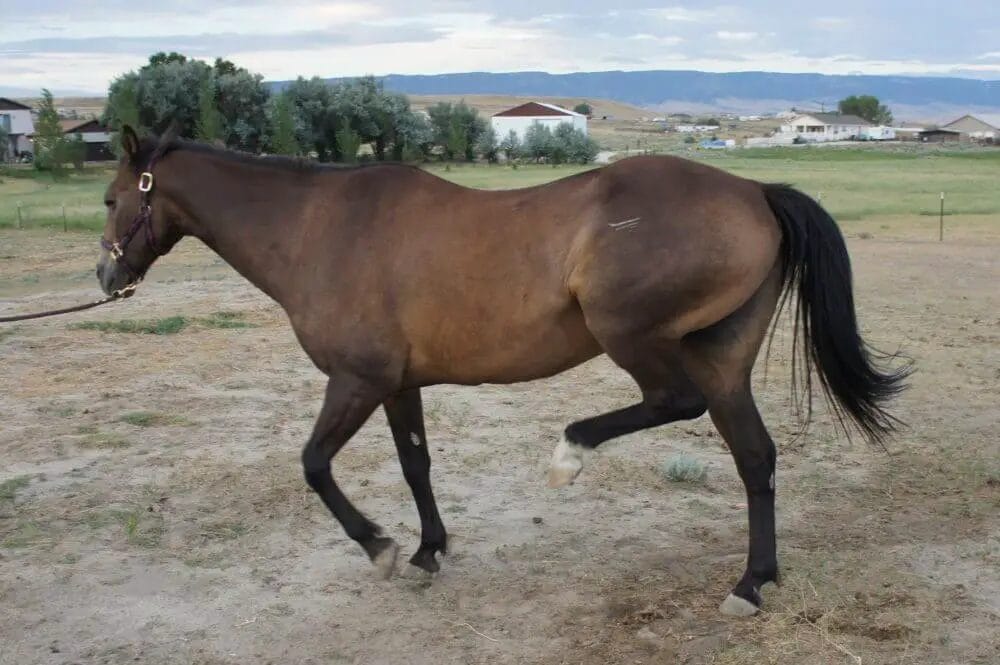 What Is A Stringhalt In Horses? • Support Wild