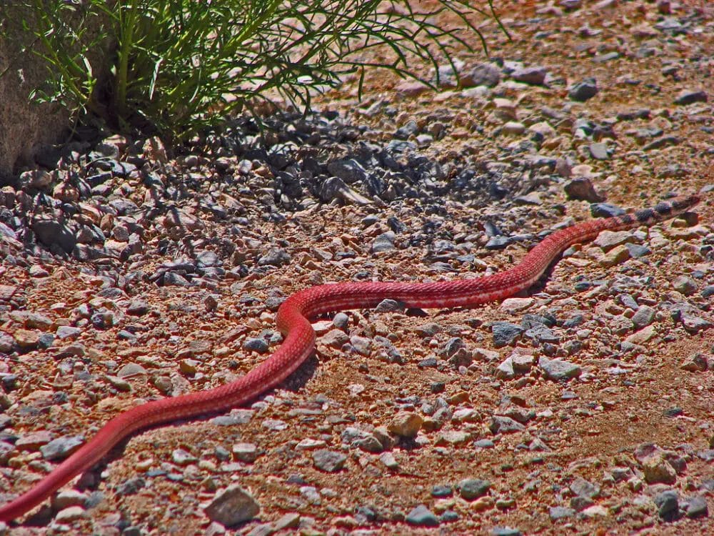 Is A Red Racer Snake Poisonous? • Support Wild