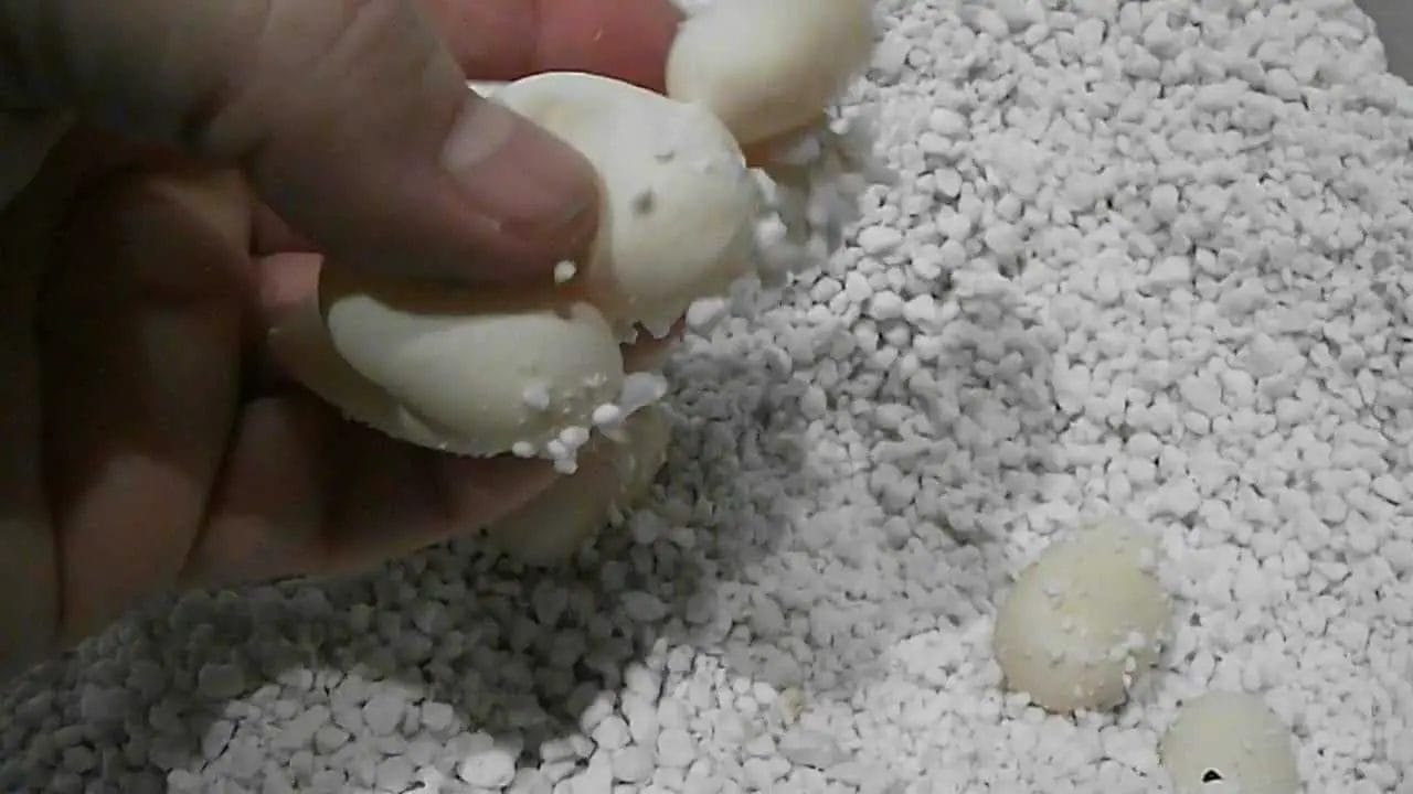 What Is A Slug Snake Egg? • Support Wild