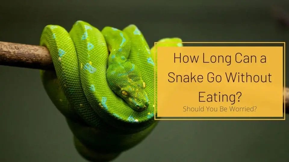 How Long Can A Snake Live In A Garage? • Support Wild
