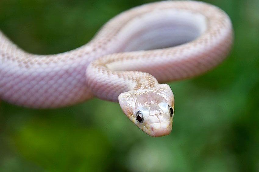 What Is A Snow Snake? • Support Wild